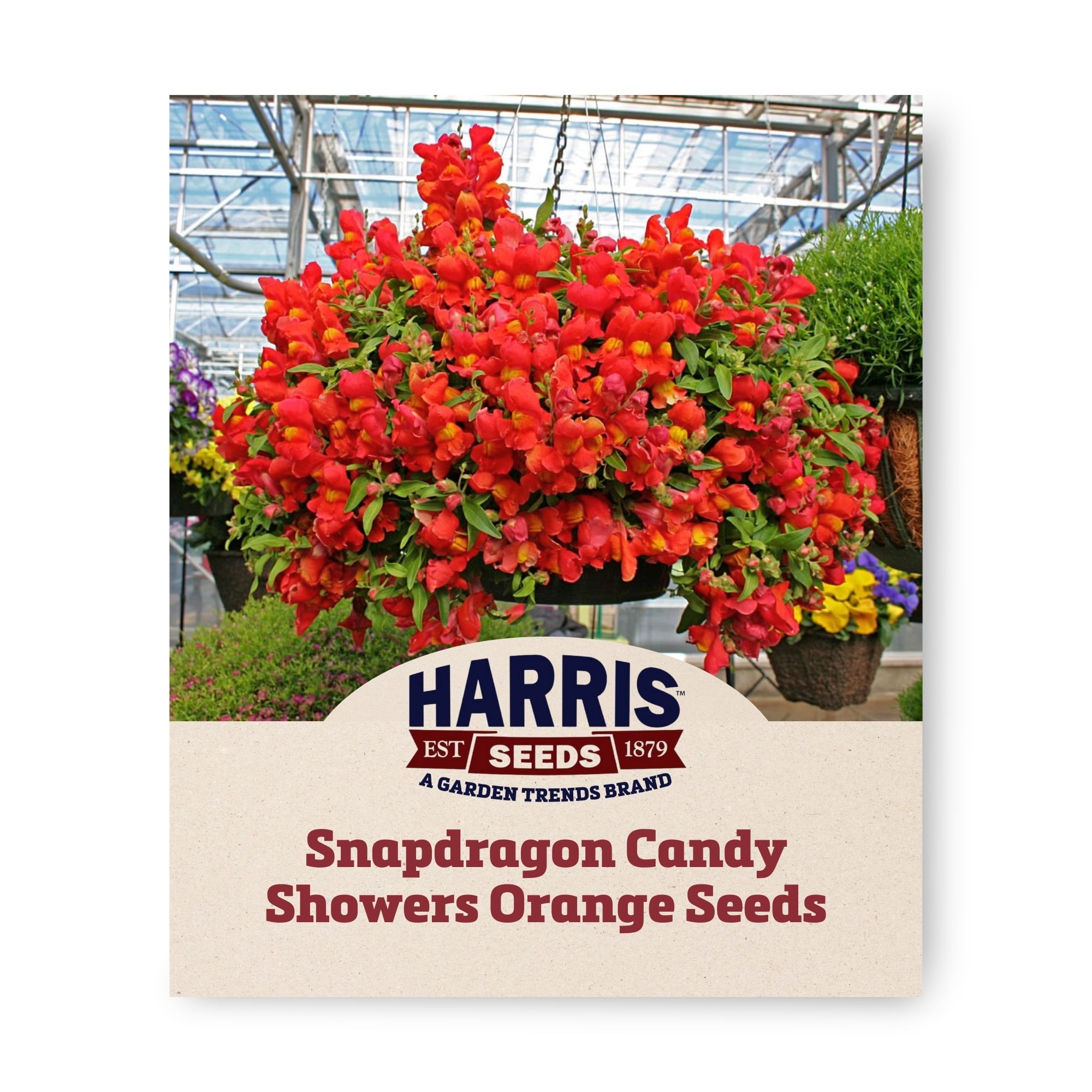 Harris Seeds - Snapdragon Candy Showers Orange F1 Seeds - Early Blooms - 100 Seeds - Walmart.com