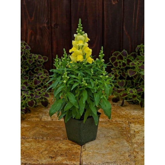 Snapdragon Plants and Seeds for Outdoor Gardens in Various Colors