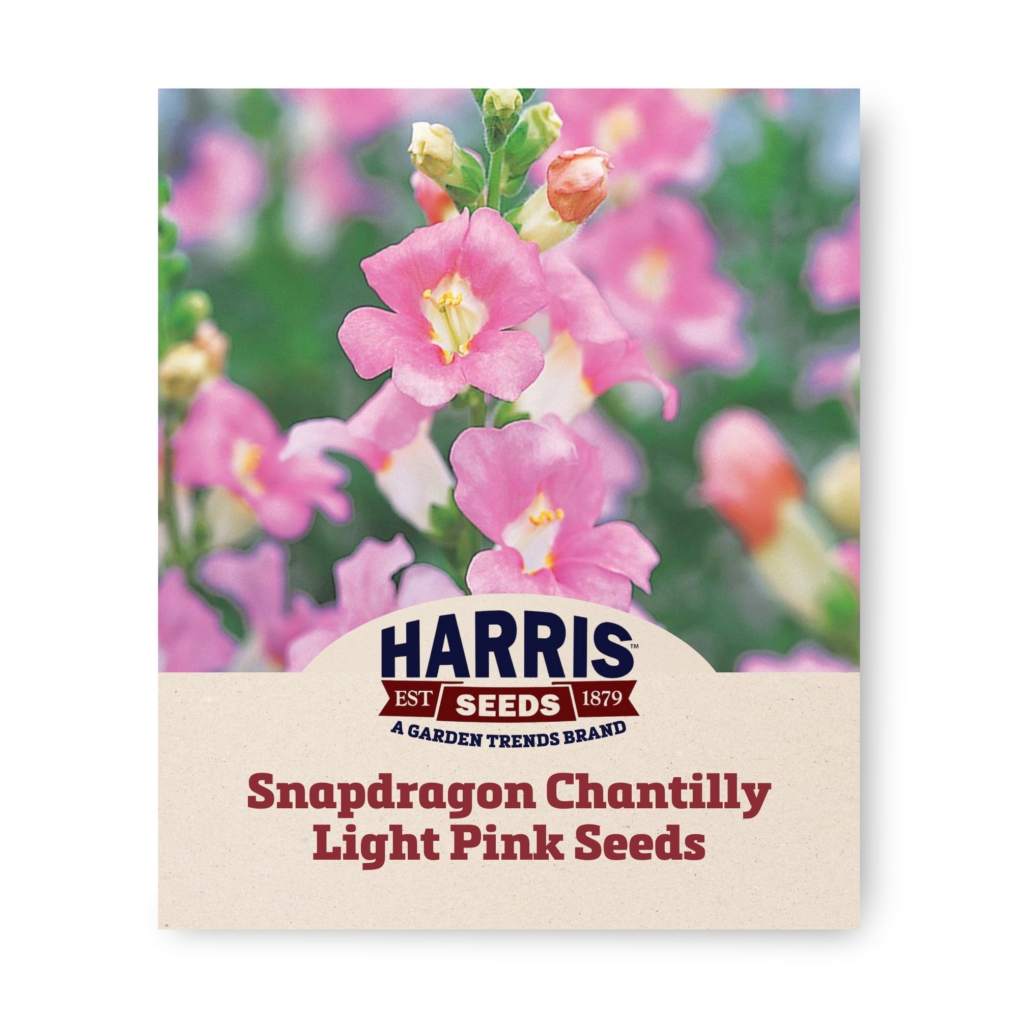 Harris Seeds - Snapdragon Chantilly Light Pink F1 Seeds - Large Open ...