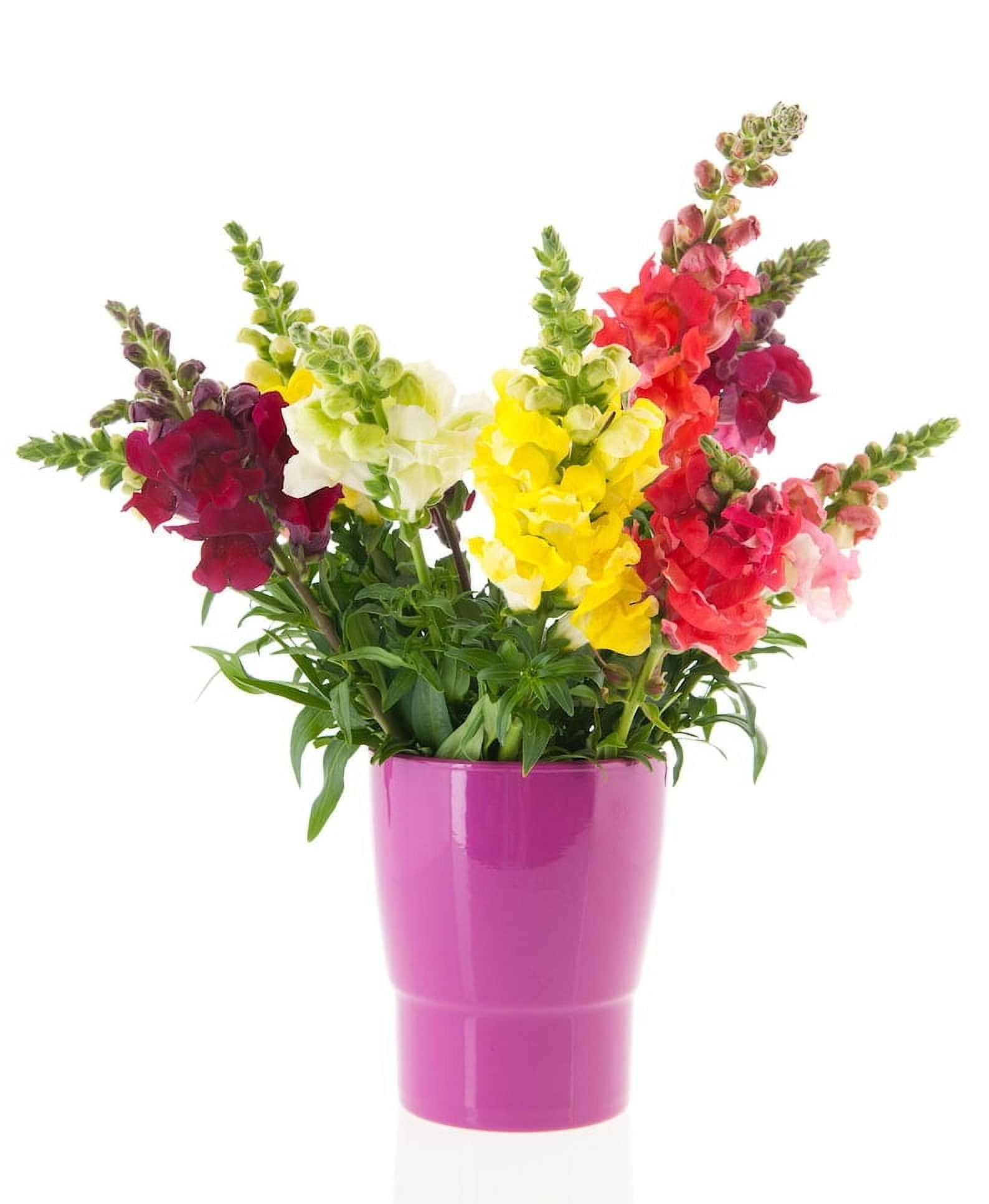 Snapdragon Cut Flower Mix Premium Seed Packe - Walmart.com