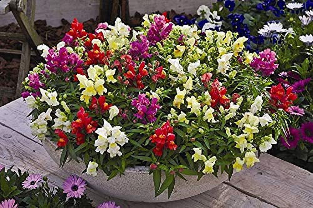 Snapdragon Dwarf Mix Seeds Flowers for Planting Non GMO 600 Seeds C21 ...