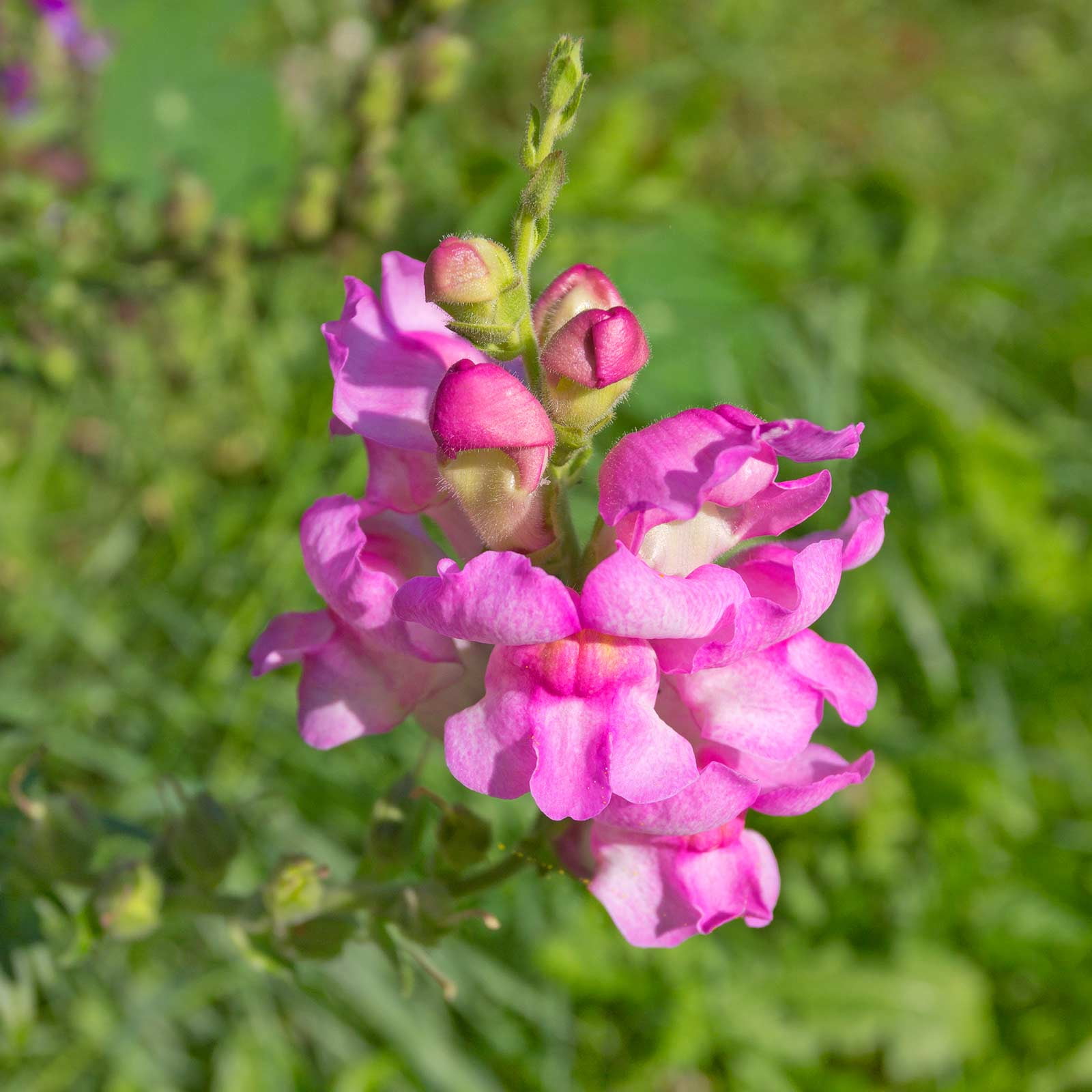 Snapdragon Flower Seeds - Floral Showers Series F1 - 1000 Seeds - Lilac ...