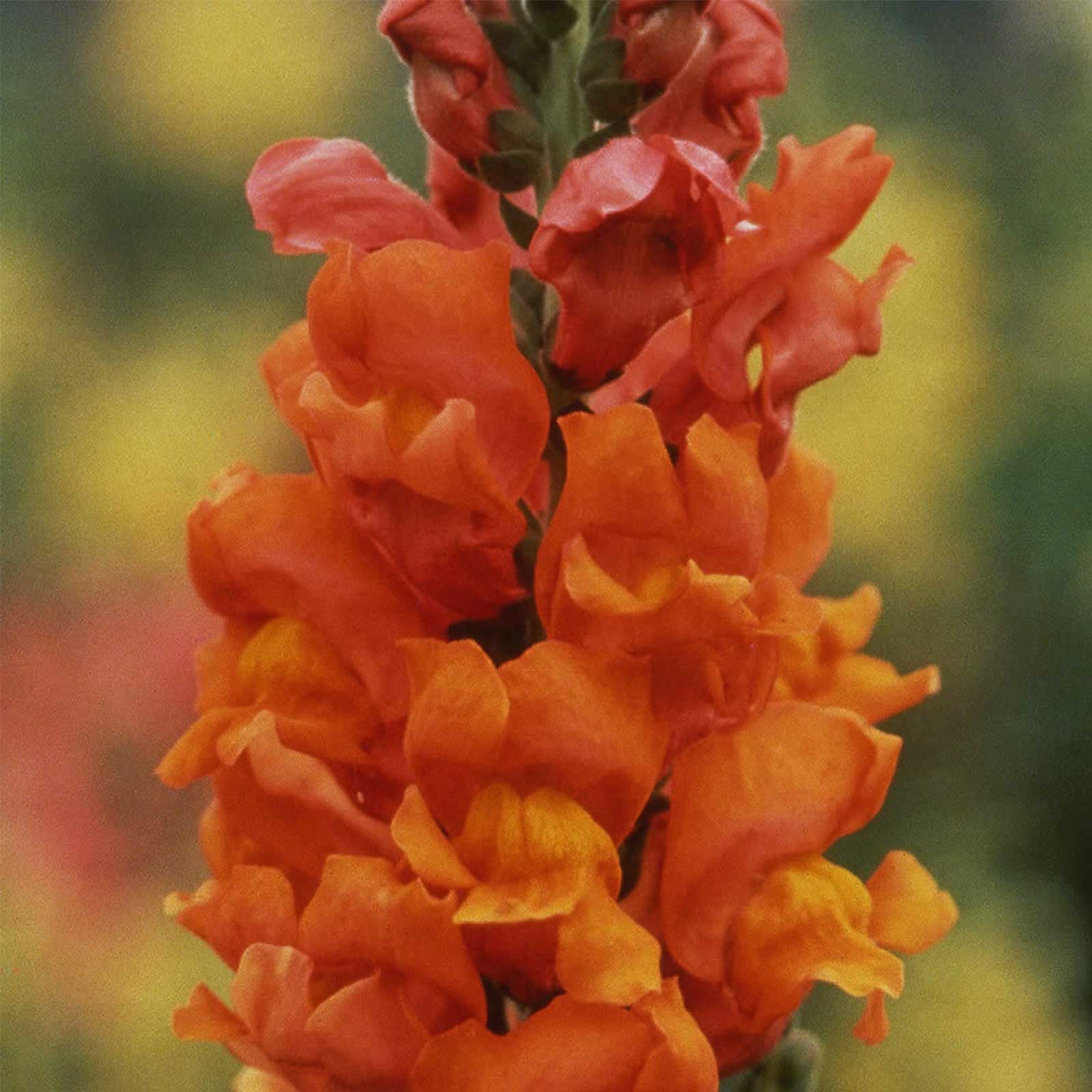 Snapdragon Flower Seeds - Rocket Series F1 - 1000 Seeds - Bronze Blooms ...