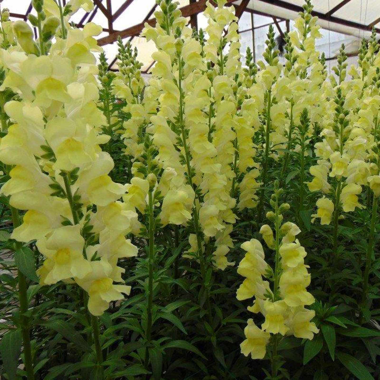 Snapdragon Flower Seeds - Rocket Series F1 - 1000 Seeds - Lemon Blooms ...