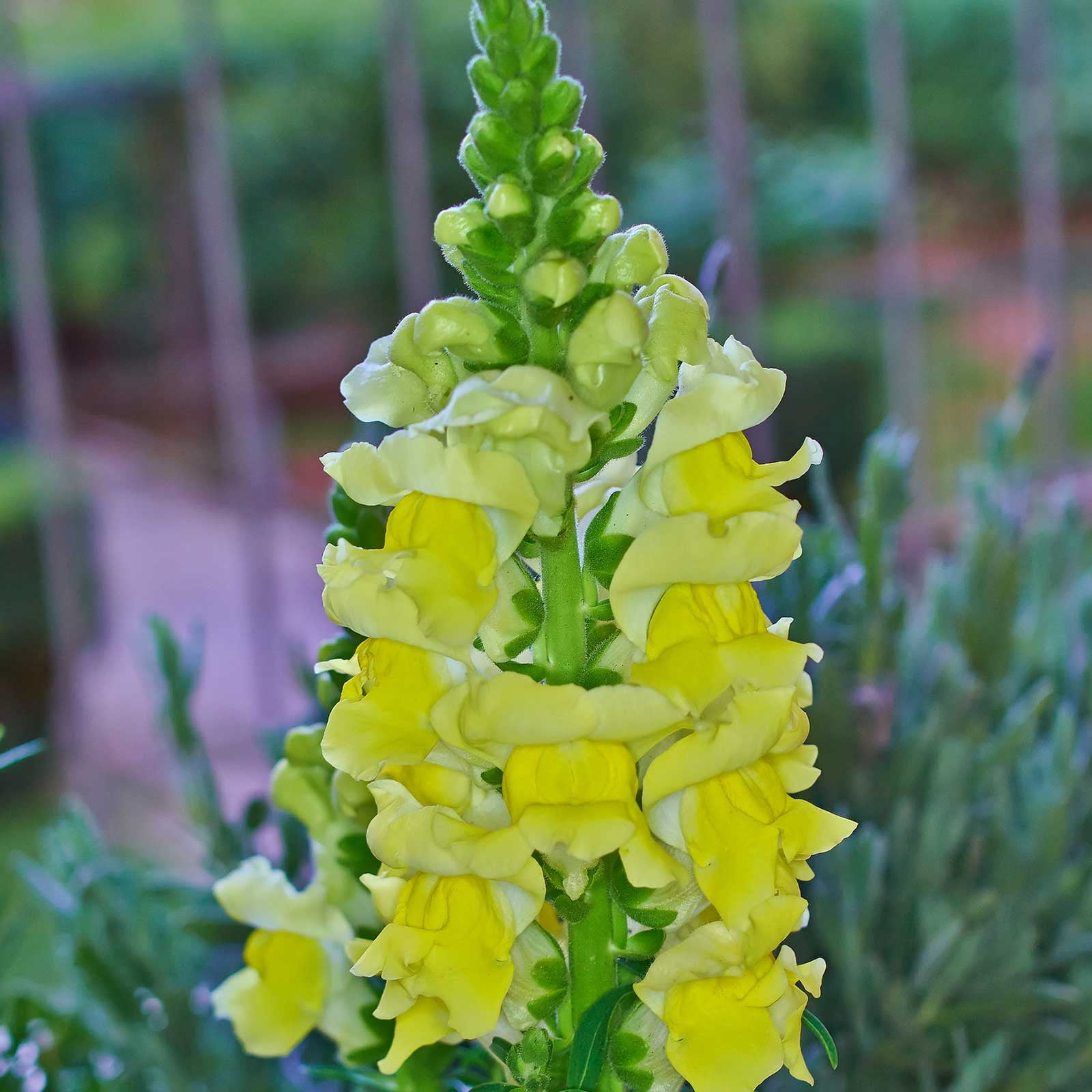 Snapdragon Flower Seeds - Sonnet Series F1 - 1000 Seeds - Yellow Blooms ...