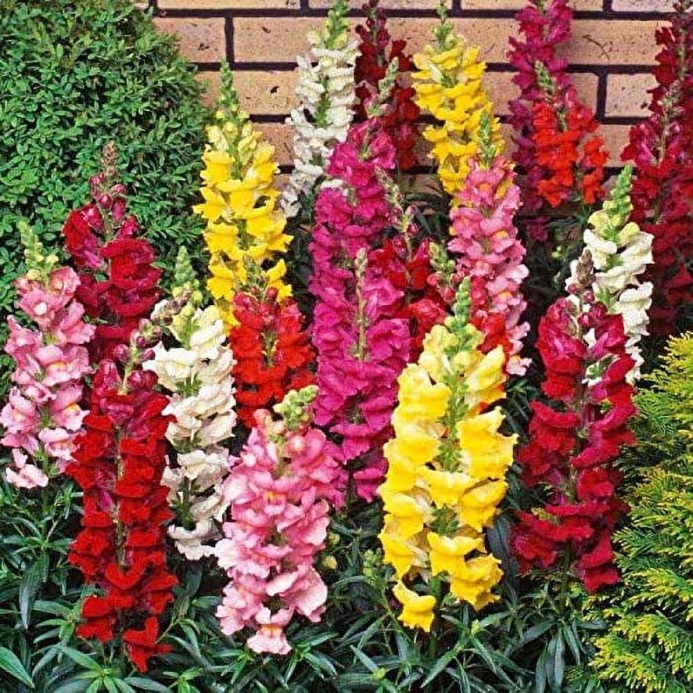 Snapdragon Giant Tall Mix MMF7 Seeds Annual Flowers for Planting Non ...