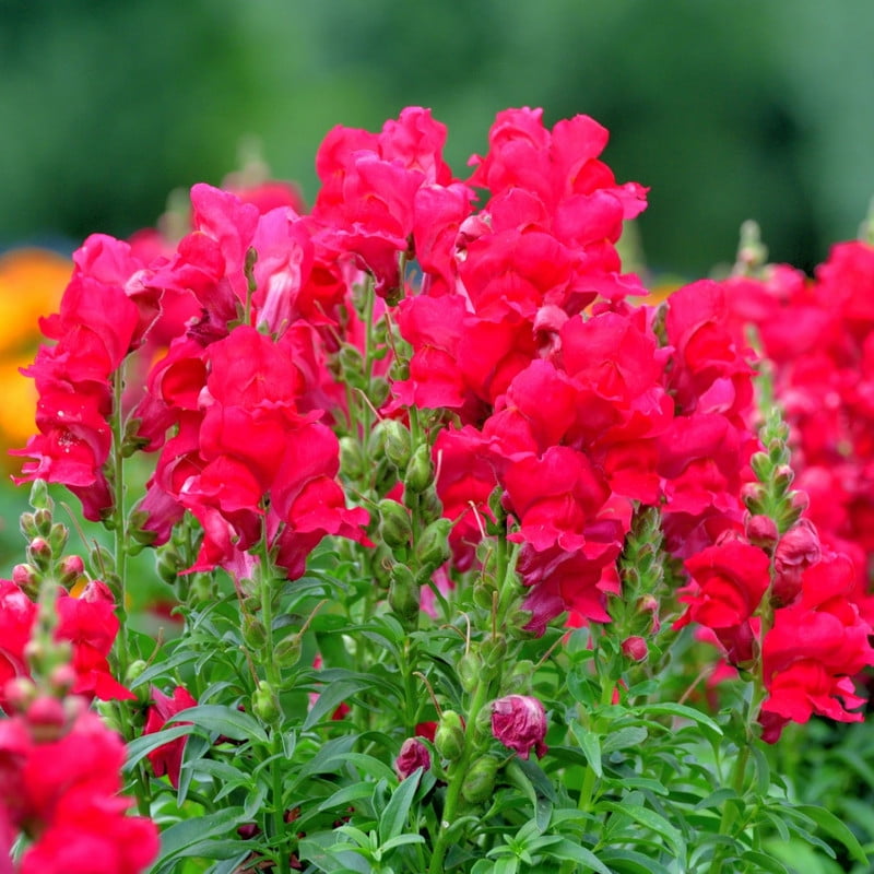 Snapdragon Plant, 4 Inch Pot, Red Flowers for Outdoor Garden - Walmart.com