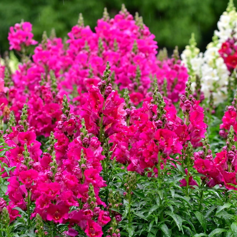 Snapdragon Plant in 4 Inch Pot, Purple Flowers - Walmart.com