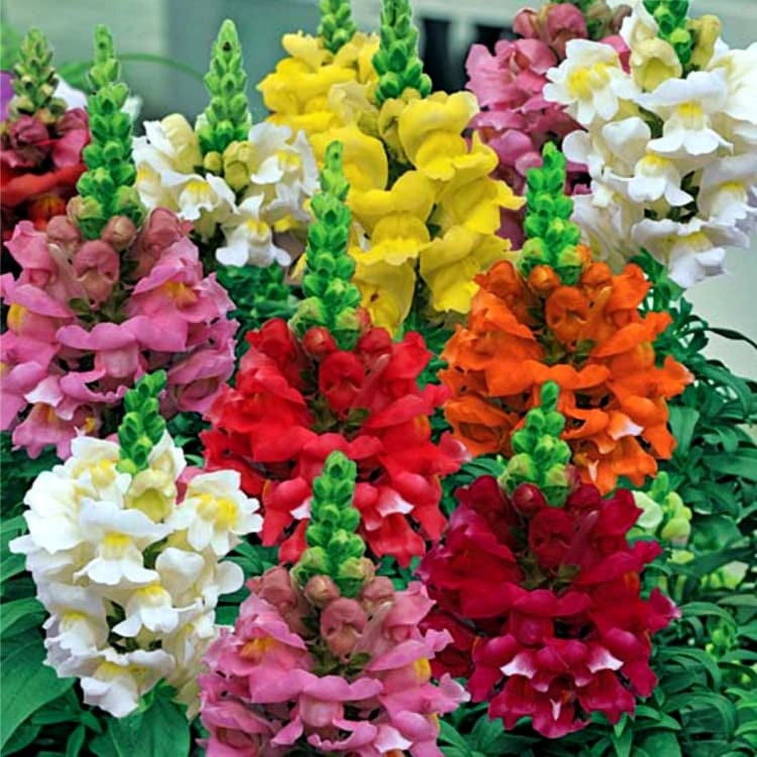 Snapdragon Seed Mix Dwarf Variety Dragon MVR1 Flowers Lion's Mouth Low ...