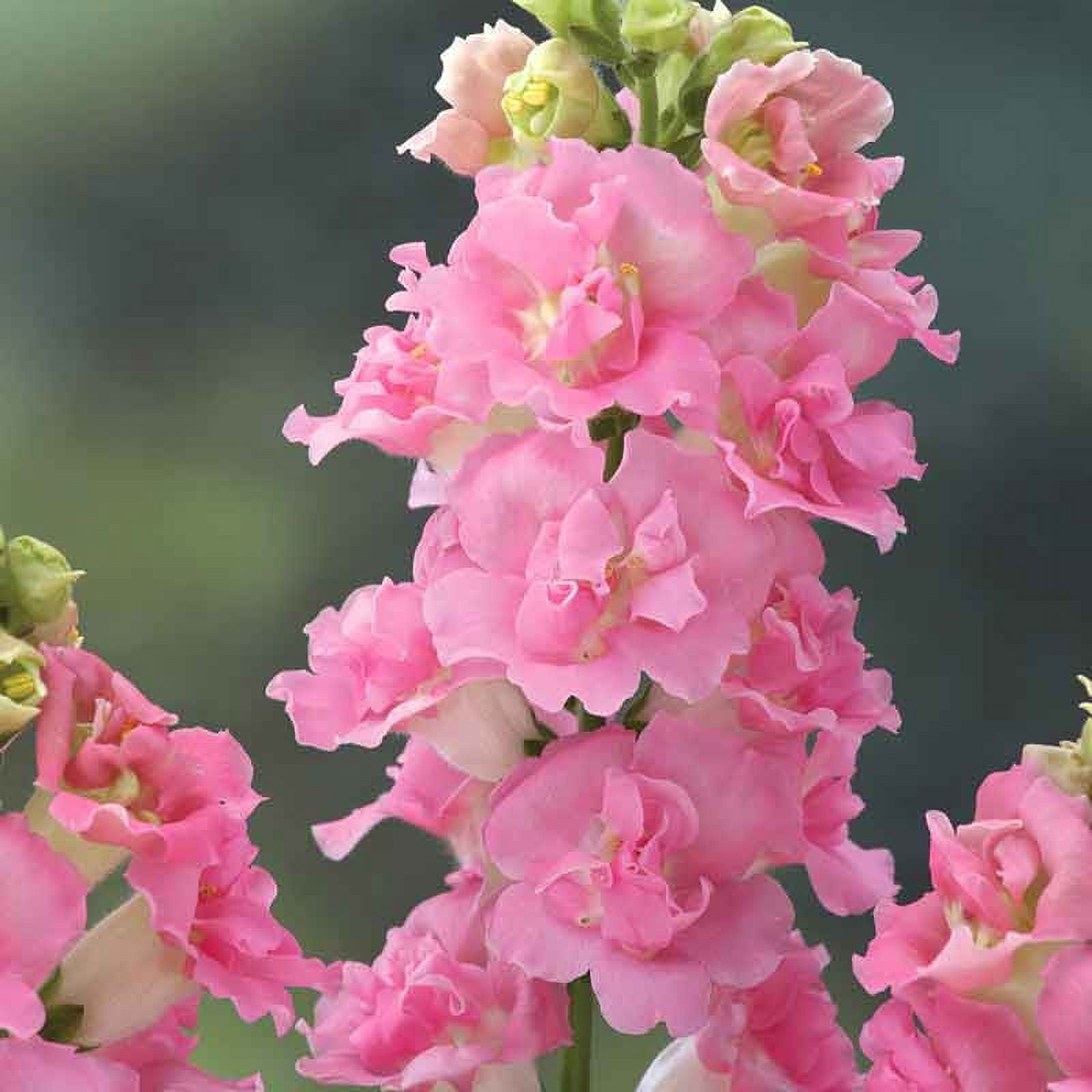 Snapdragon Seeds - Legend Double Pink - Packet - Pink Flower Seeds ...