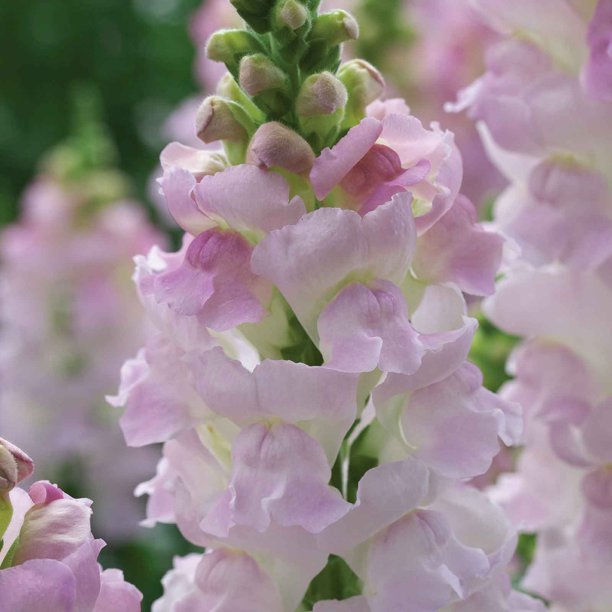 Eden Brothers Snapdragon Seeds - Legend Light Pink - Walmart Business Supplies