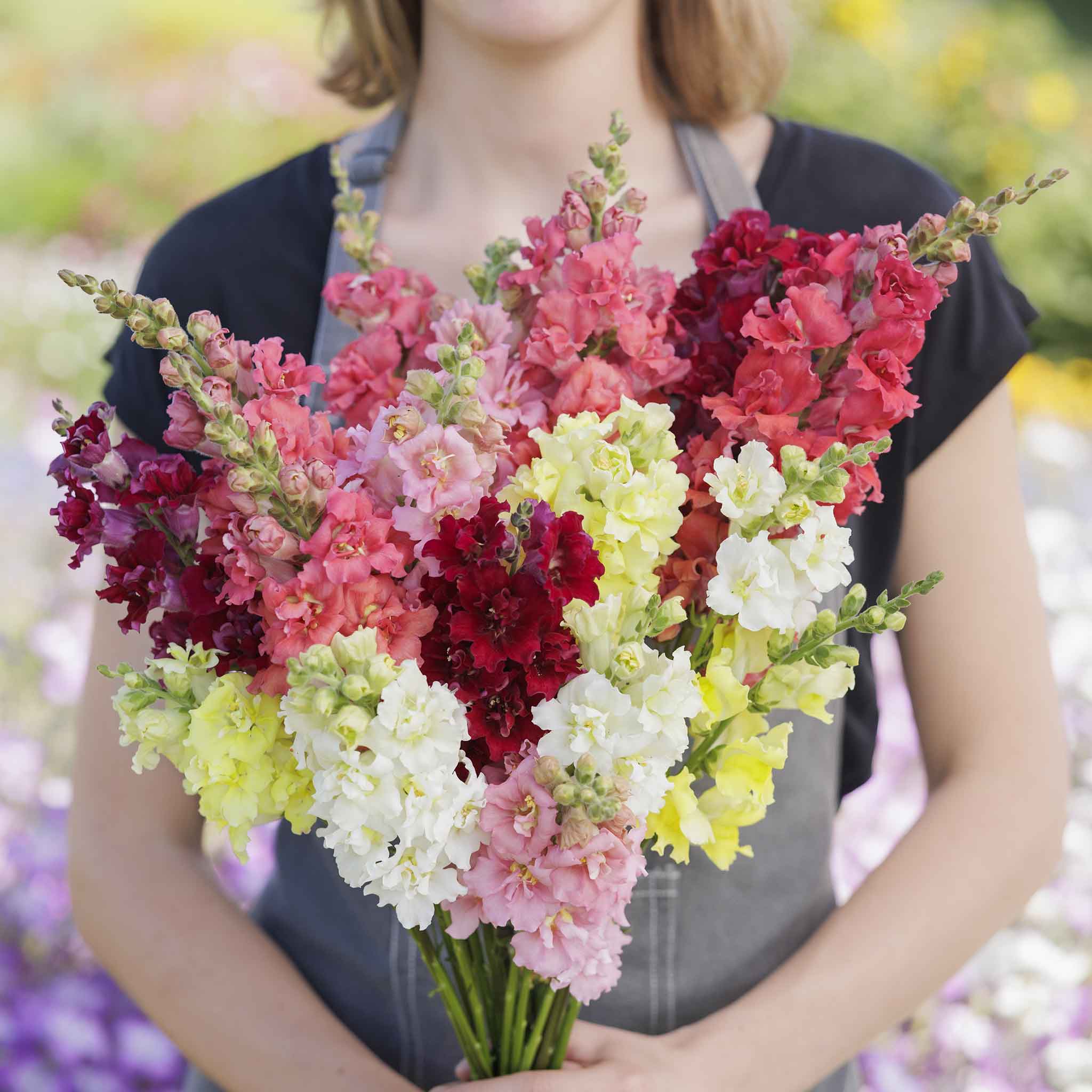 Eden Brothers Snapdragon Seeds - Madame Butterfly Mix - Walmart.com