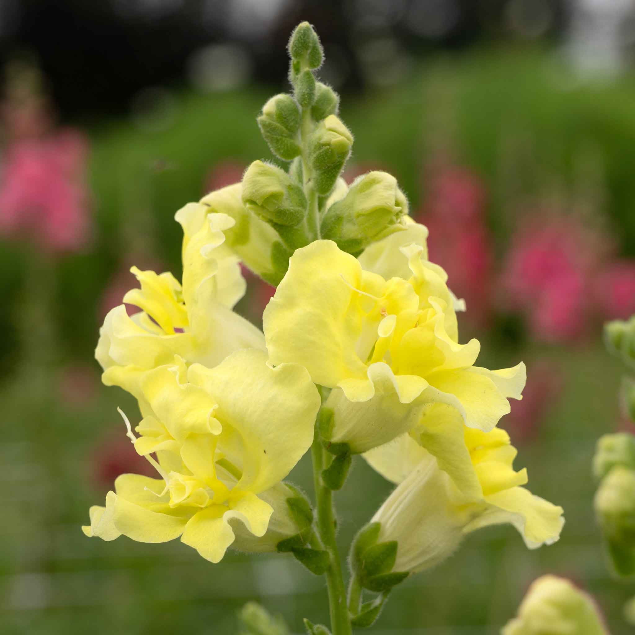 Eden Brothers Snapdragon Seeds - Madame Butterfly Yellow - Walmart.com