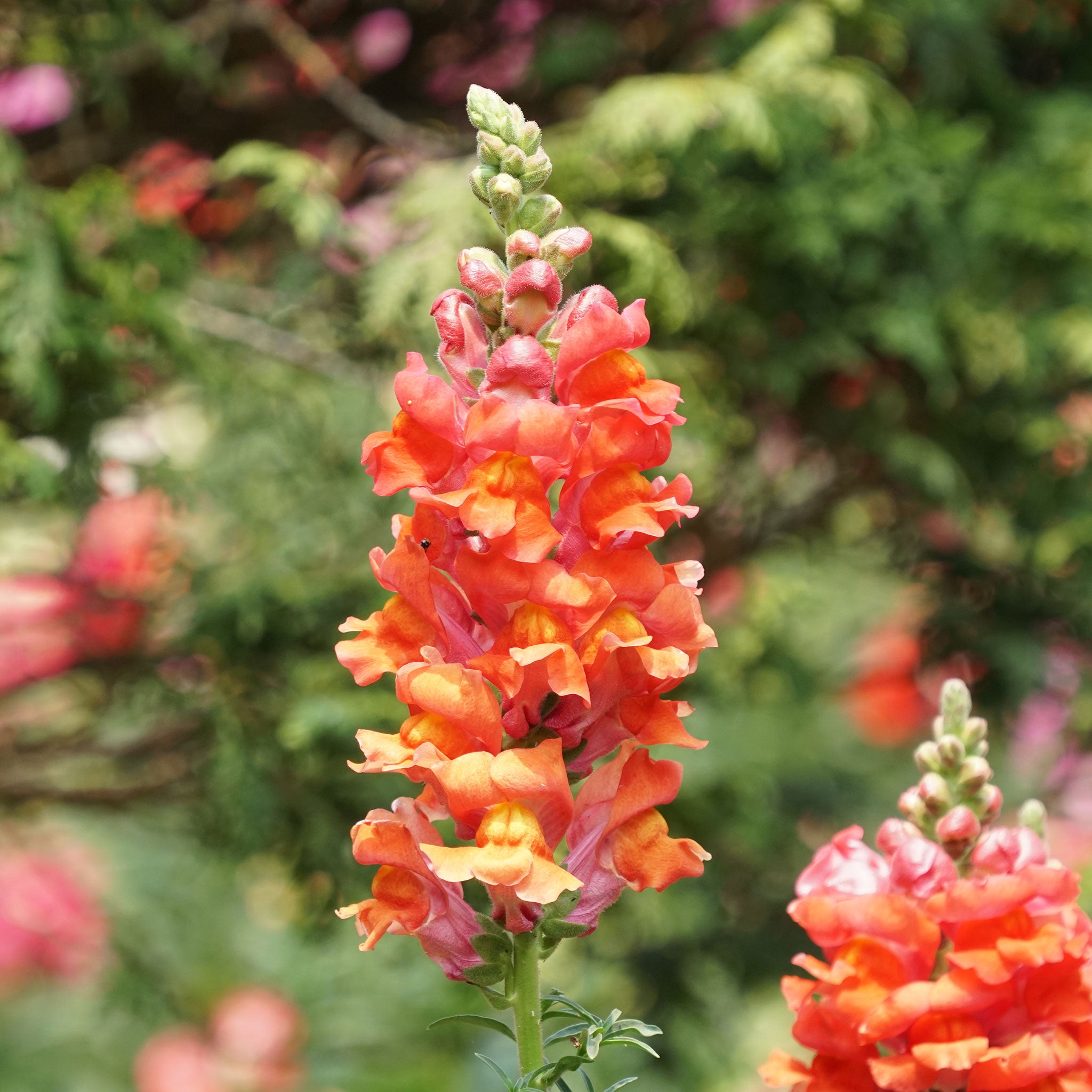 Eden Brothers Snapdragon Seeds - Orange Wonder - Walmart.com