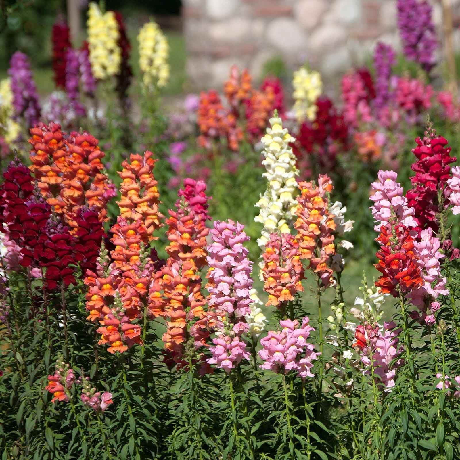 Eden Brothers Snapdragon Seeds - Tetra Mix - Walmart.com