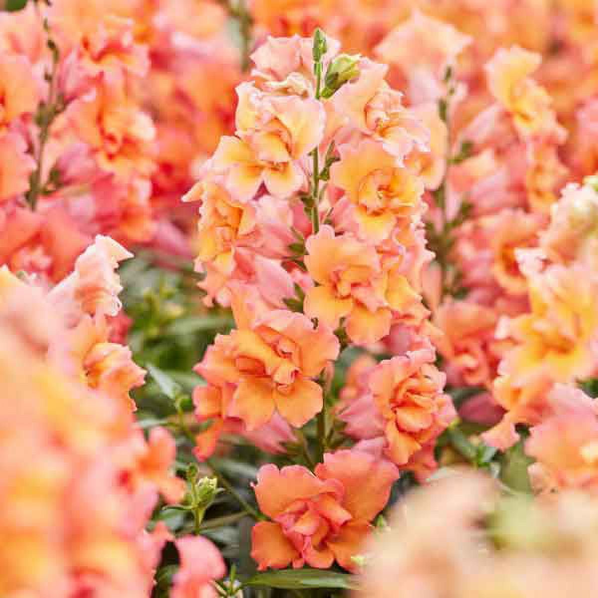 Orange Snapdragon