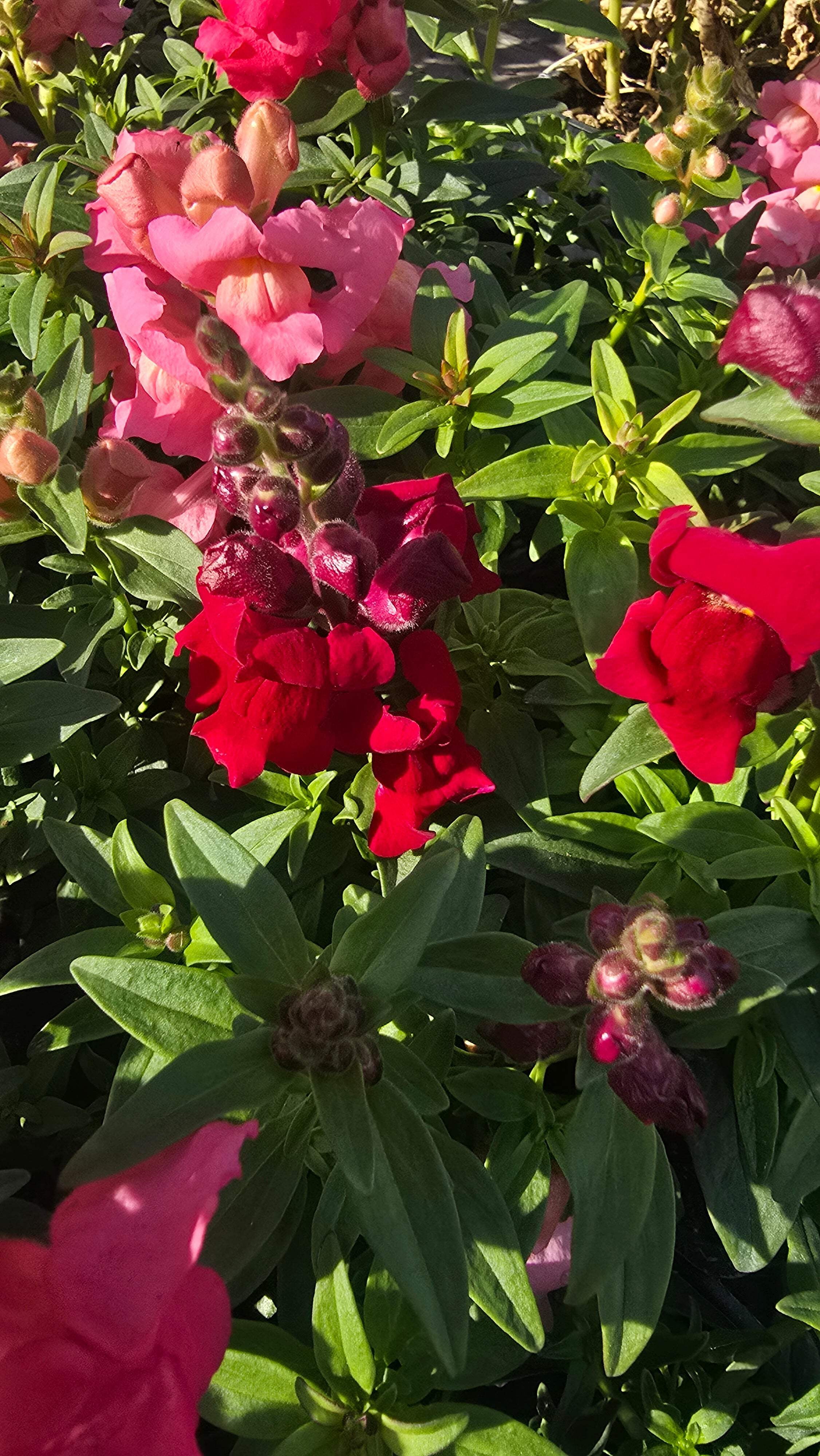 Snapdragon flower Red Rouge 4 inch pot - Get similar - Walmart.com