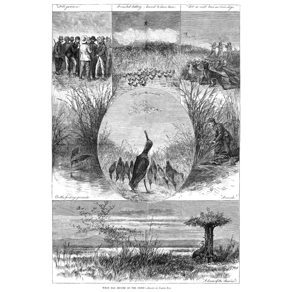 Snipe Hunting 1880. N'What Has Become Of The Snipe' Scenes Of Snipe And ...