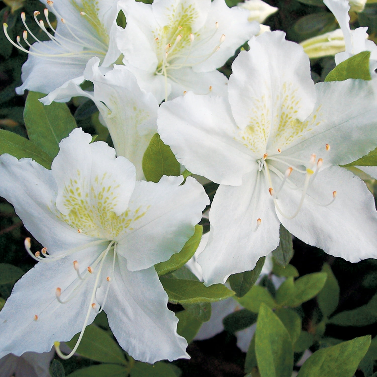 Snow Azalea Bush Potted Broadleaf Evergreen Flowering Shrub, in a 2.50 ...