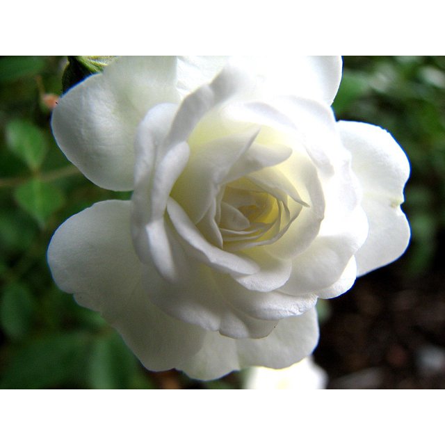 Snow Bride Miniature Rose Bush - Fragrant/Hardy - 2.5" Pot - Walmart.com