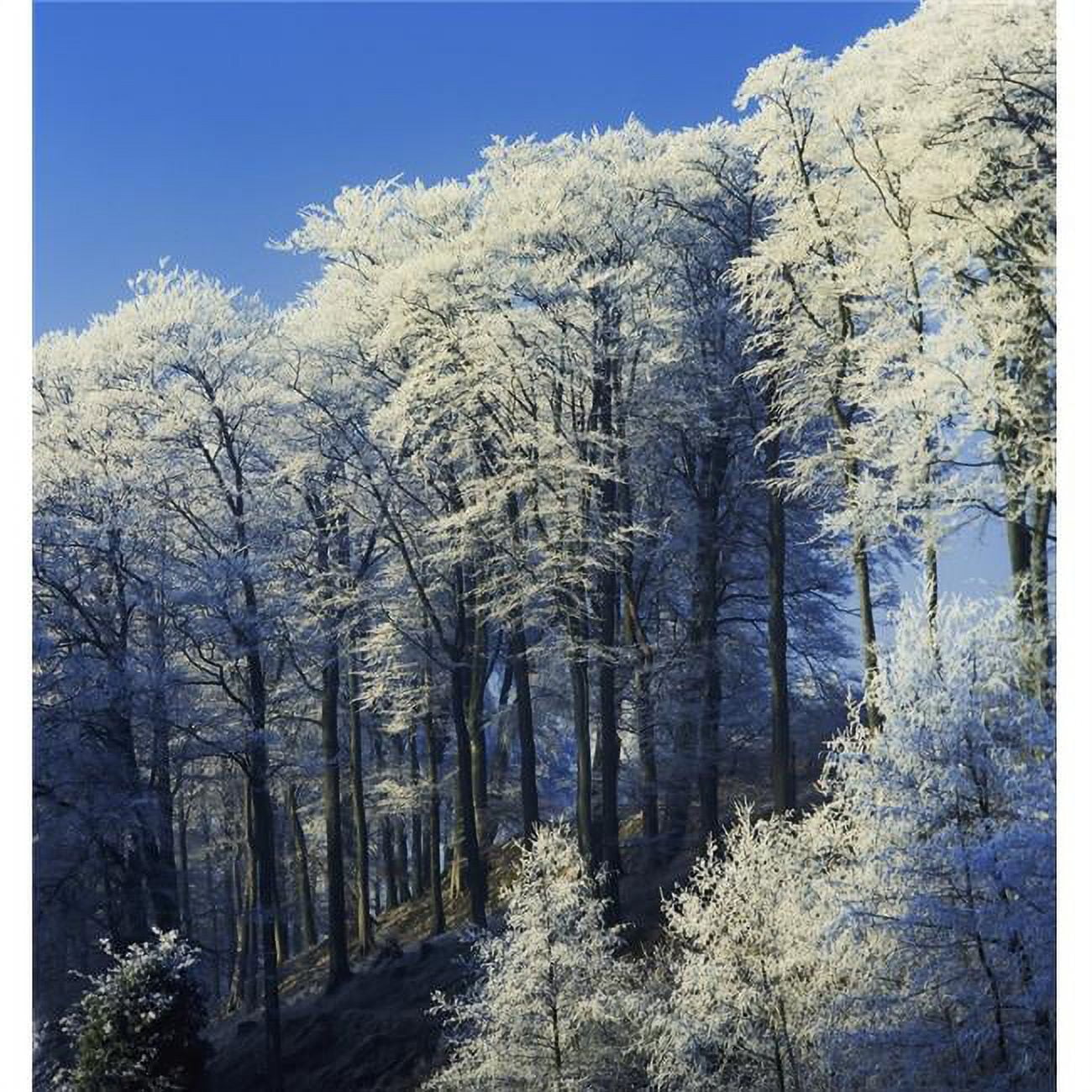 Snow Covered Trees in a Forest County Antrim Northern Ireland Poster ...