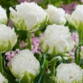 Snow Crystal Fringed Tulip 7 Bulbs - 12/+ cm Bulbs - Walmart.com