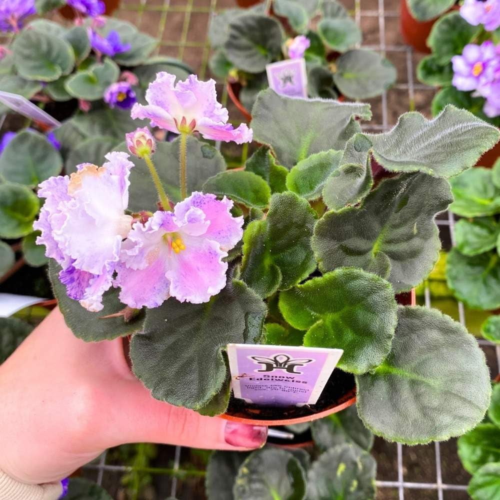 Snow Edelweiss African Violet, 4 inch, Gesneriad Light Pink Variegated ...