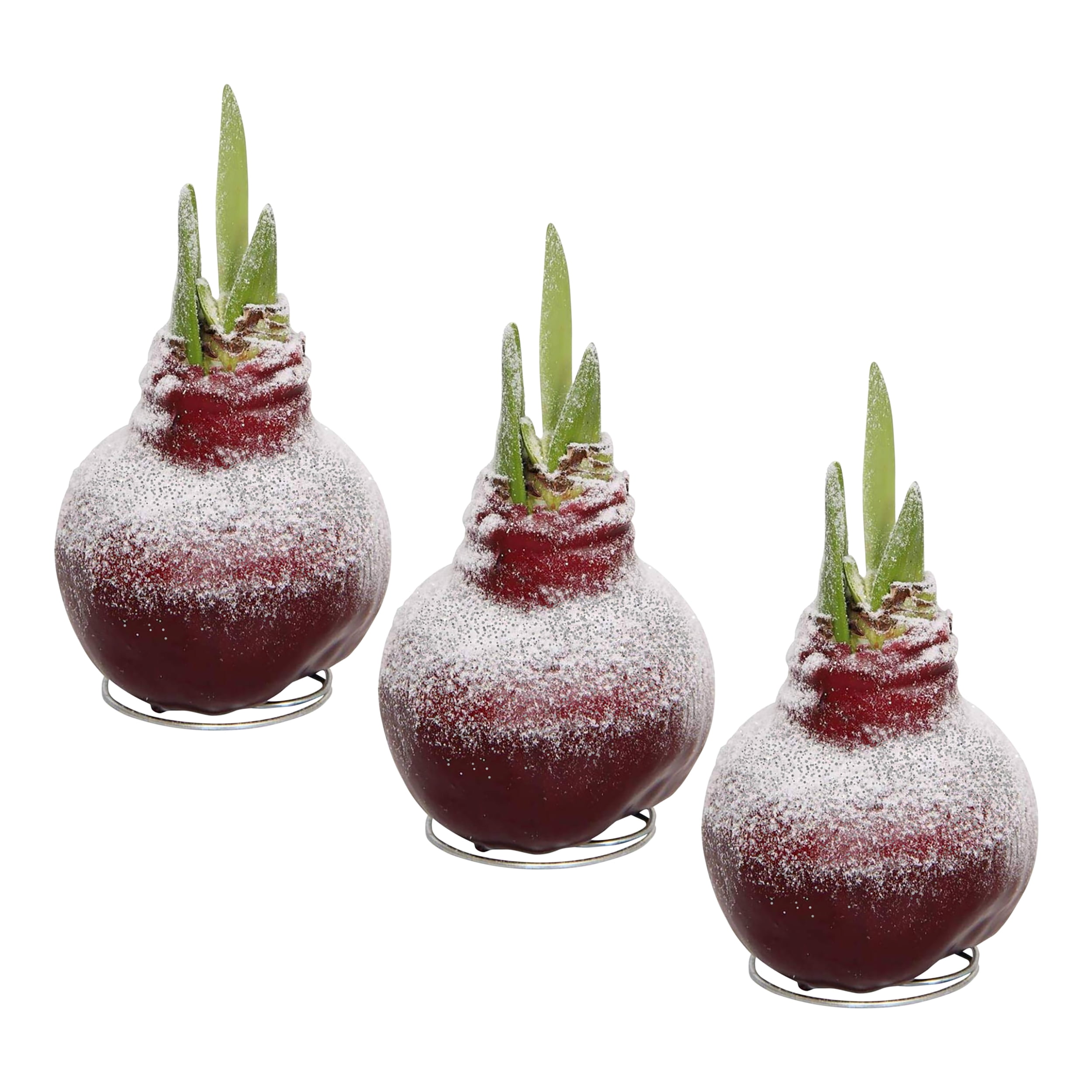 Snow Flecked Waxed Amaryllis Bulb - Christmas Red (3 Plants Per Pack ...