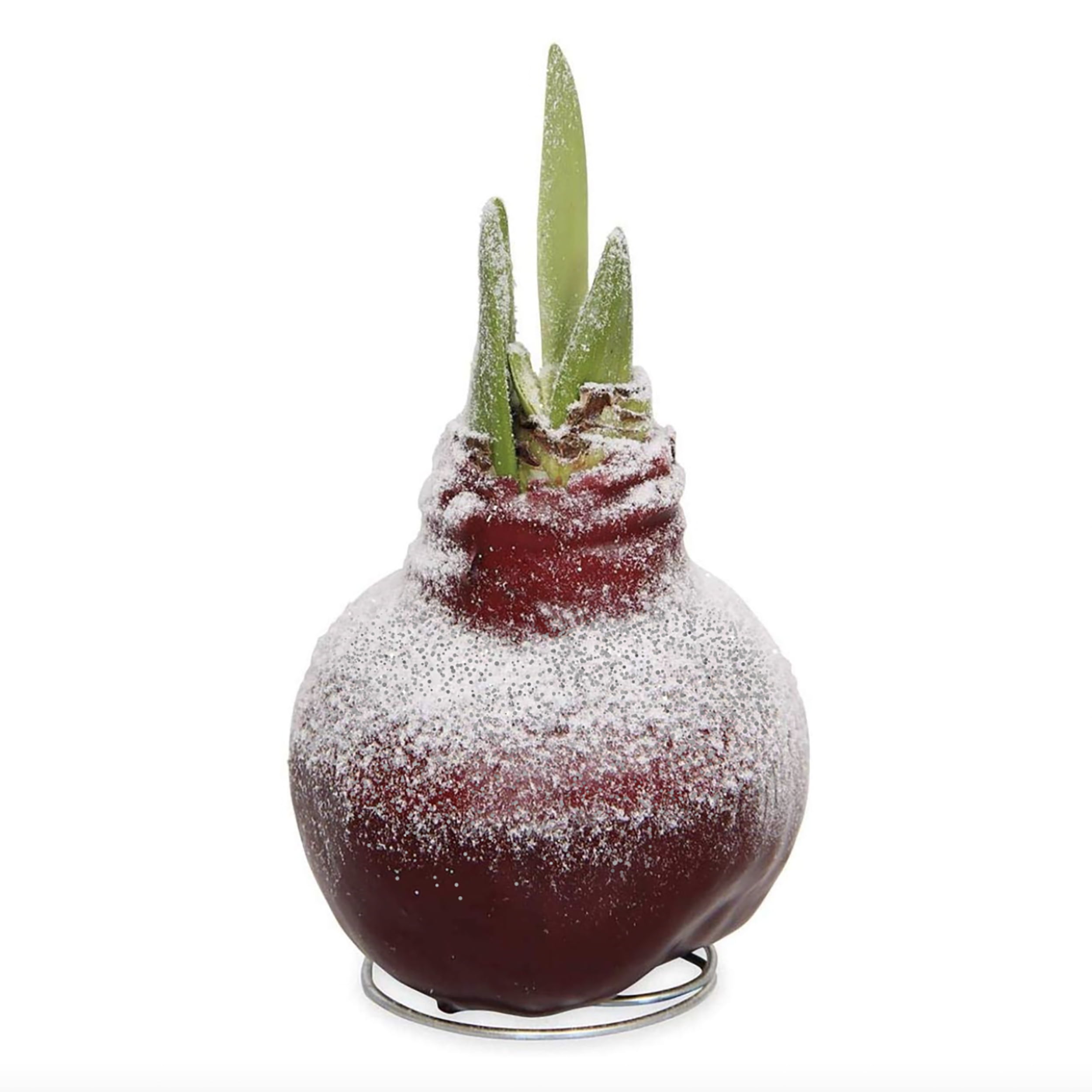 Snow Flecked Waxed Amaryllis Bulb - Christmas Red - Easy Care - No ...