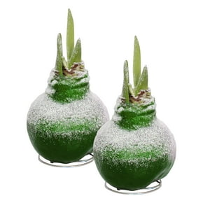 Waxed Amaryllis Bulbs