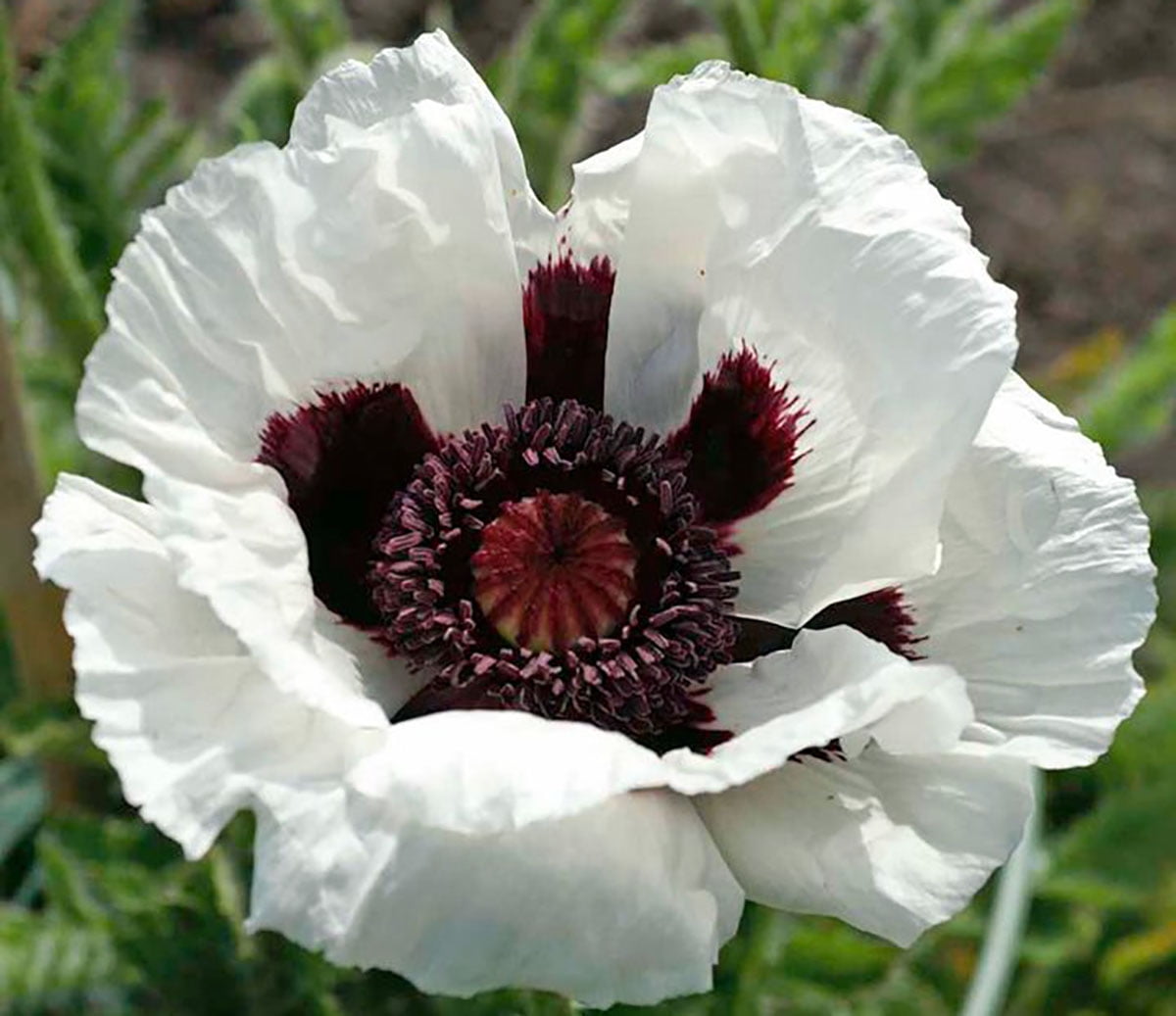 Snow Goose Oriental Poppy - Papaver - 4" Pot - Walmart.com