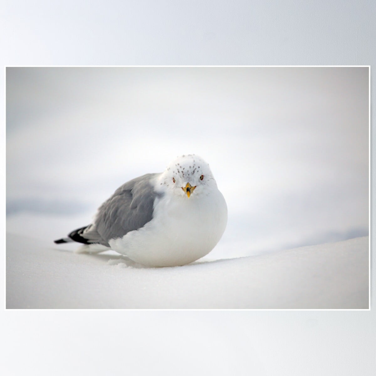 Snow Gull Poster Wall Art, Modern Wall Decor For Living Room Bedroom ...