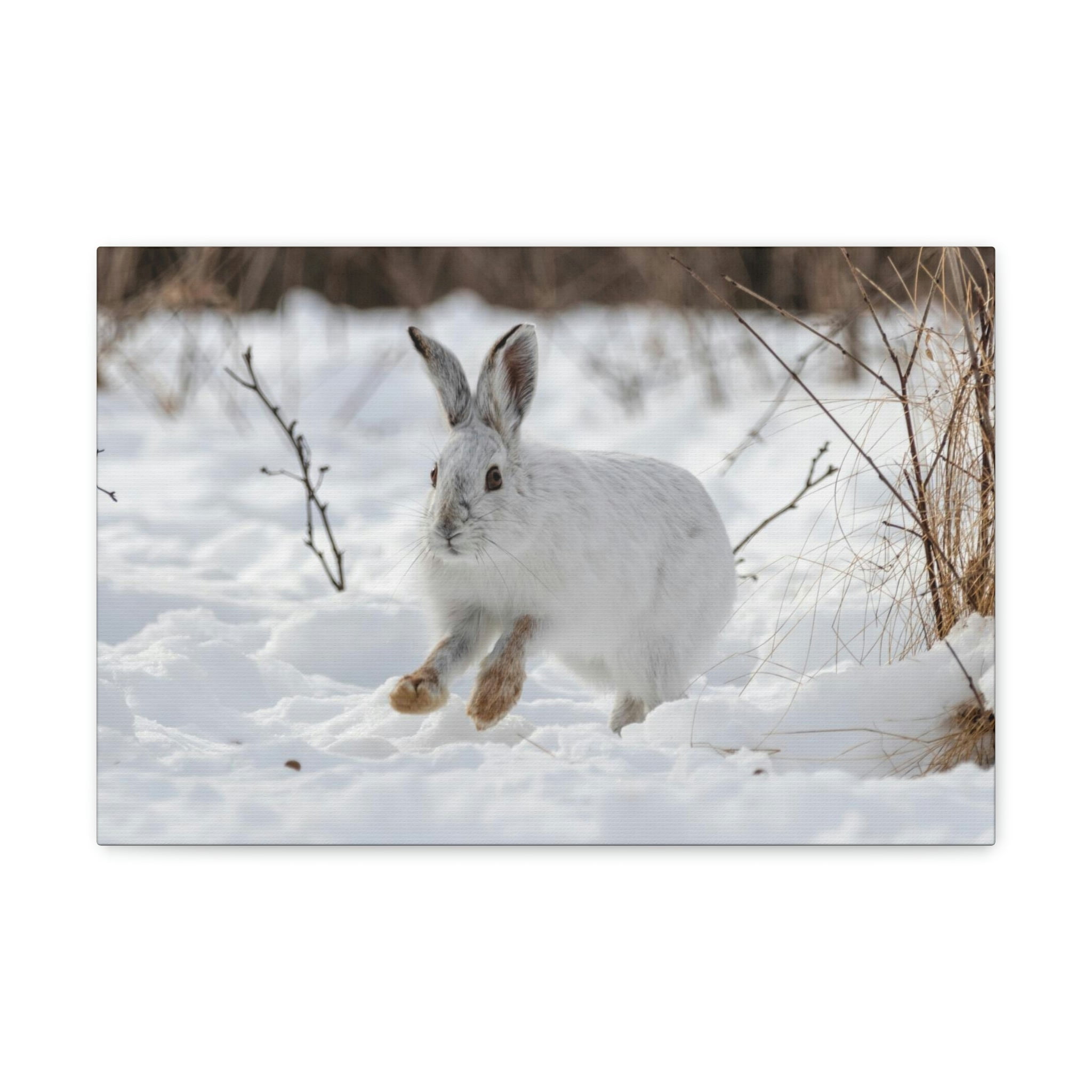 Snow Hare Hunting Snow Hare on Hunt Print Animal Wall Art Wildlife ...