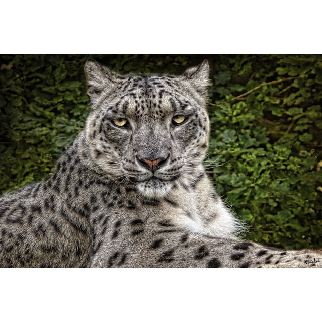 Snow Leopard by Chris Lord Snow Leopard Pictures Wall Decor Jungle ...