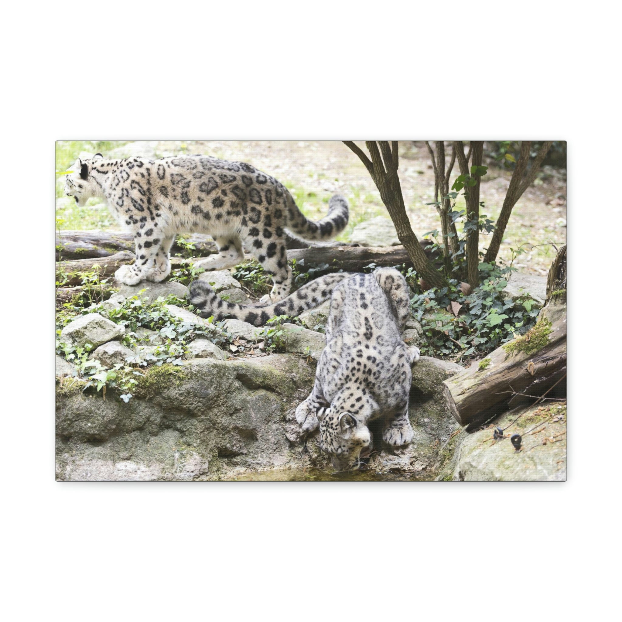 Snow Leopard Couple Snow Leopard Couple Print Animal Wall Art Wildlife ...