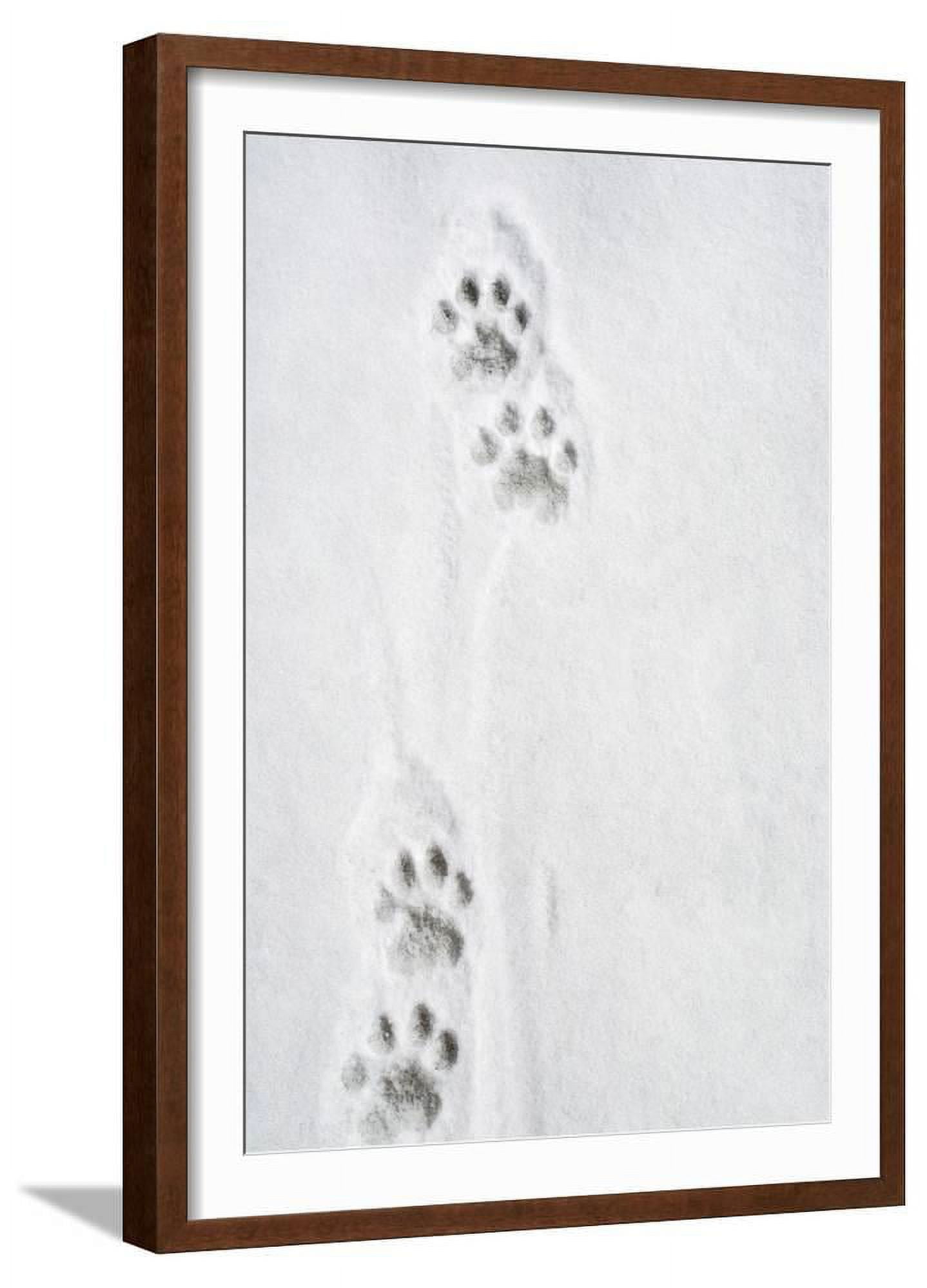 Snow Leopard Tracks, Framed Art Print Wall Art Sold by Art.Com ...