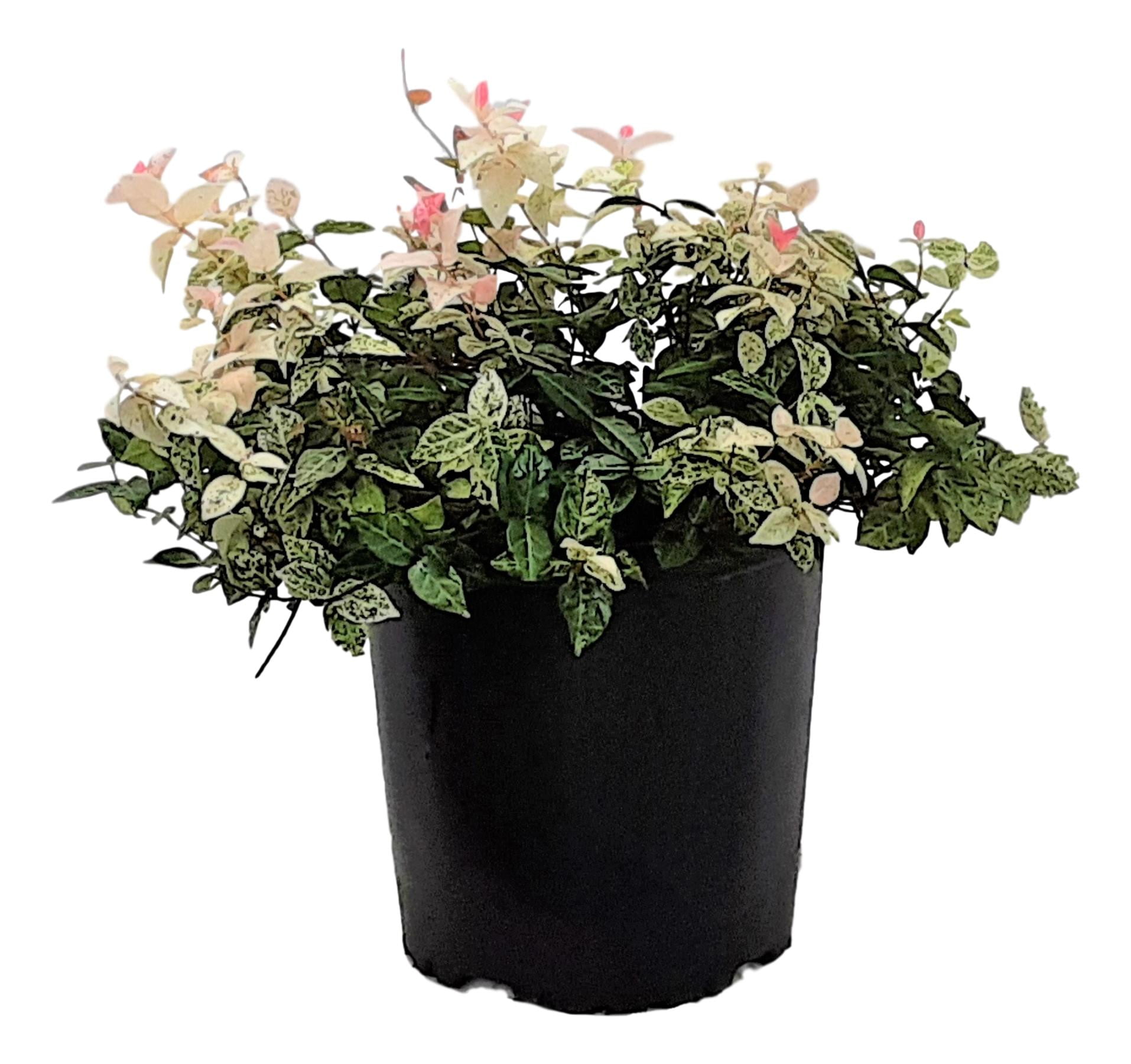 Snow N Summer Asian Jasmine - ( 2.5 QT ) - Walmart.com