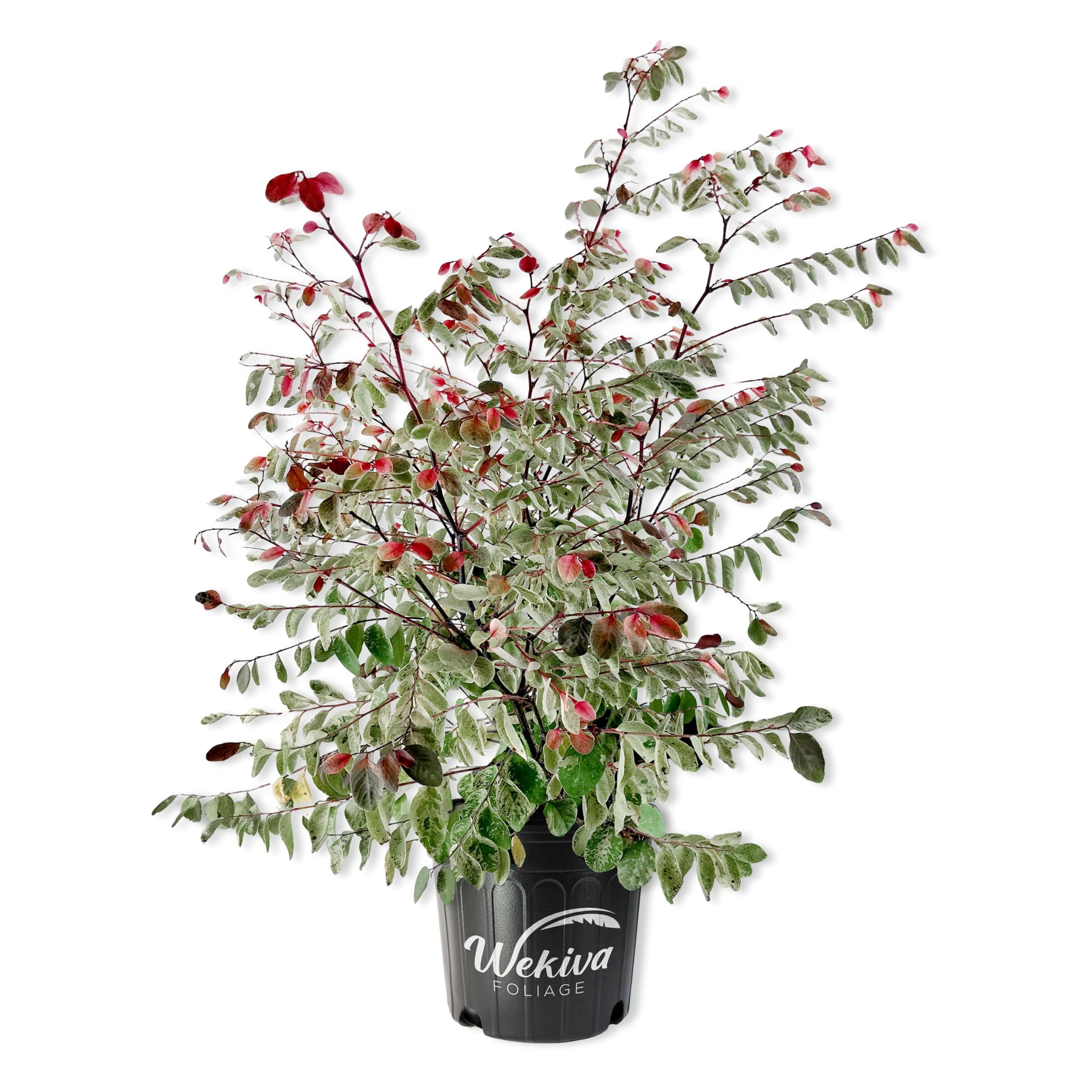 Snow On The Mountain - Live Plant in a 3 Gallon Grower's Pot - Breynia ...