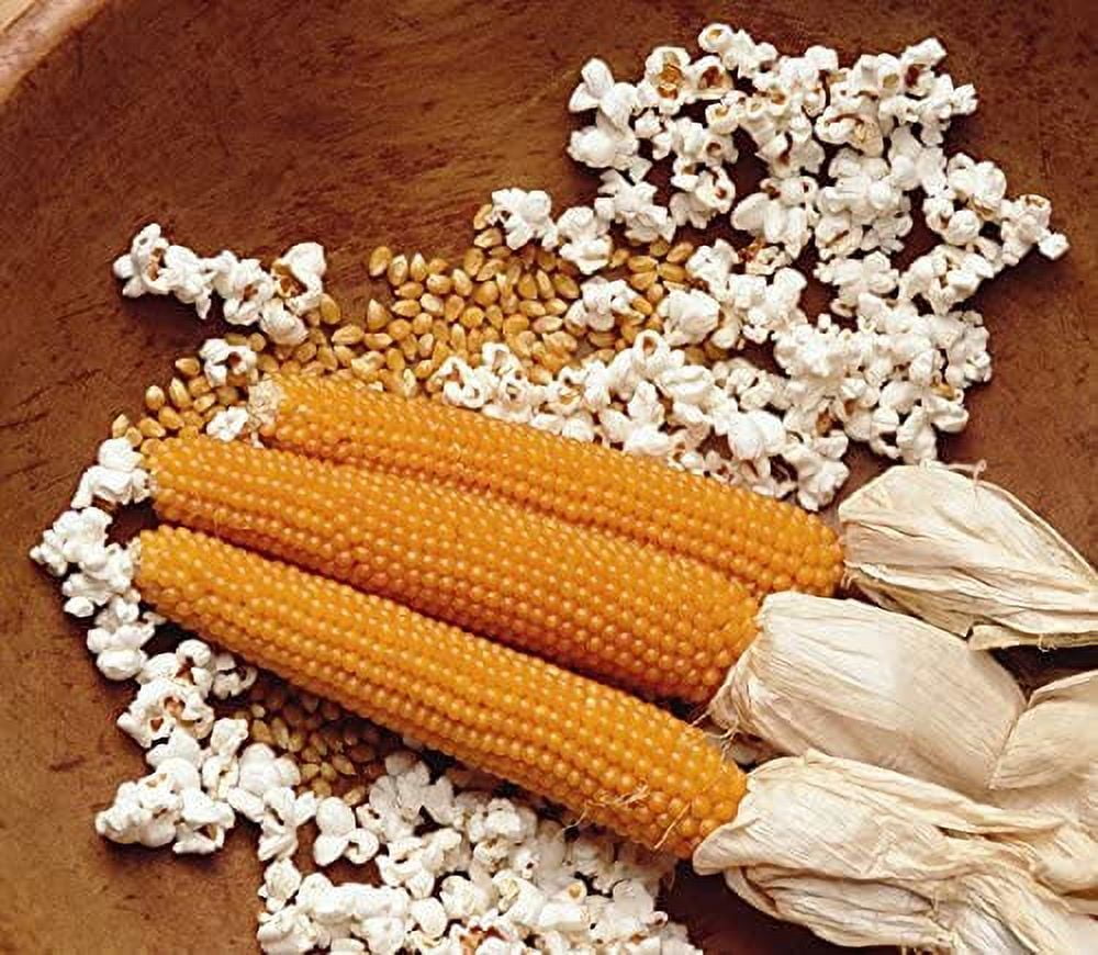 Snow Puff Popcorn Seeds to Grow - 25+ Seeds - Made in USA. Grow Your ...