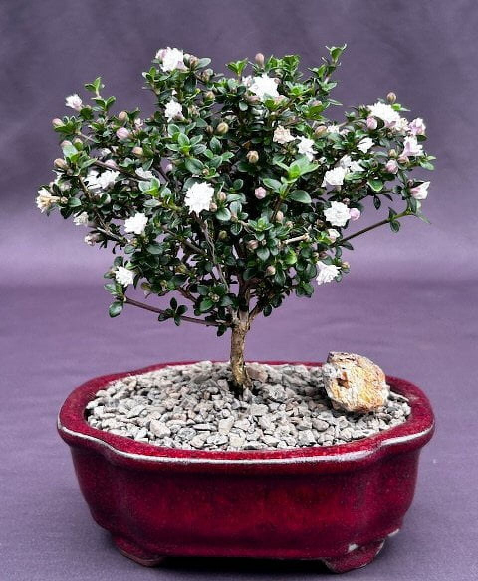 Snow Rose Serissa Bonsai Tree - Small (serissa foetida) - Walmart.com