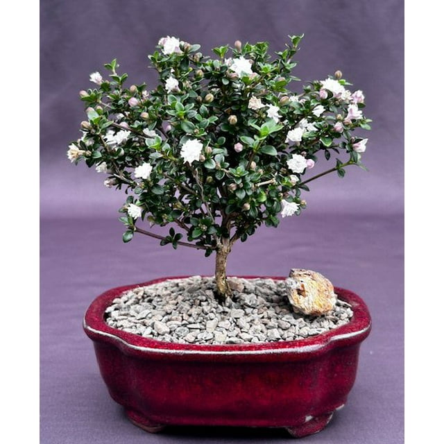 Snow Rose Serissa Bonsai Tree - Small (serissa foetida) - Walmart.com