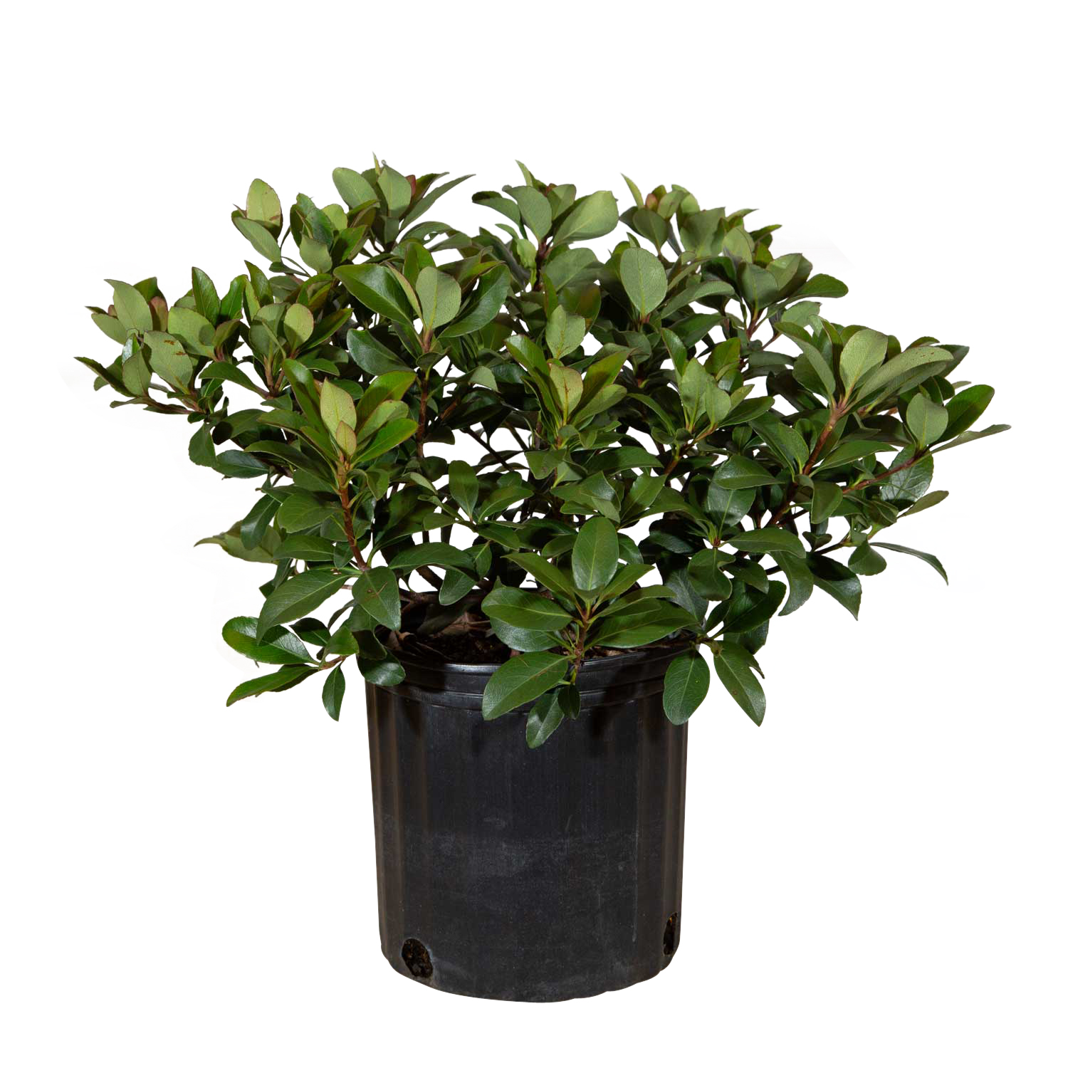 Snow White Indian Hawthorn (2.5 Gallon) Evergreen Flowering Shrub for ...
