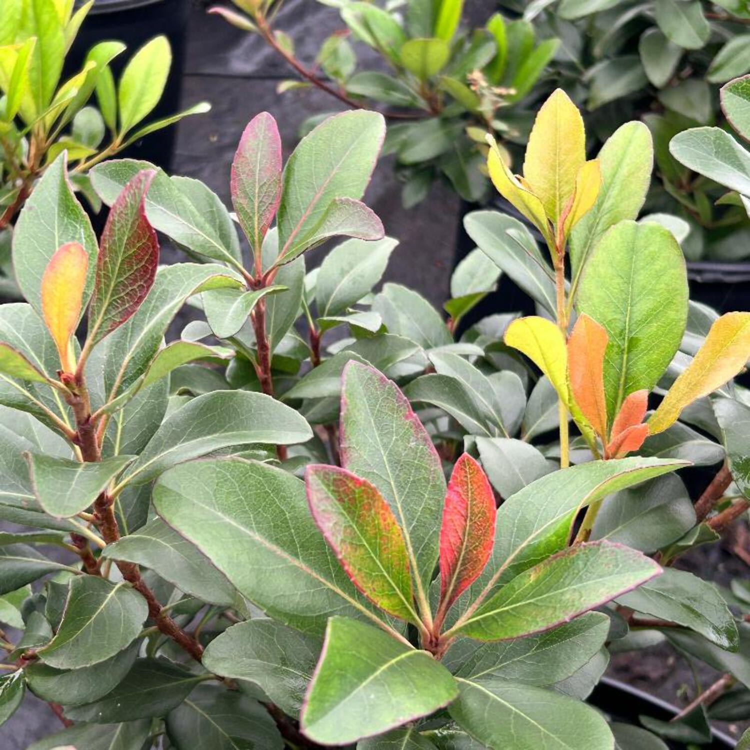 Snow White Indian Hawthorn - Rhaphiolepis indica 'Snow White' - Walmart.com