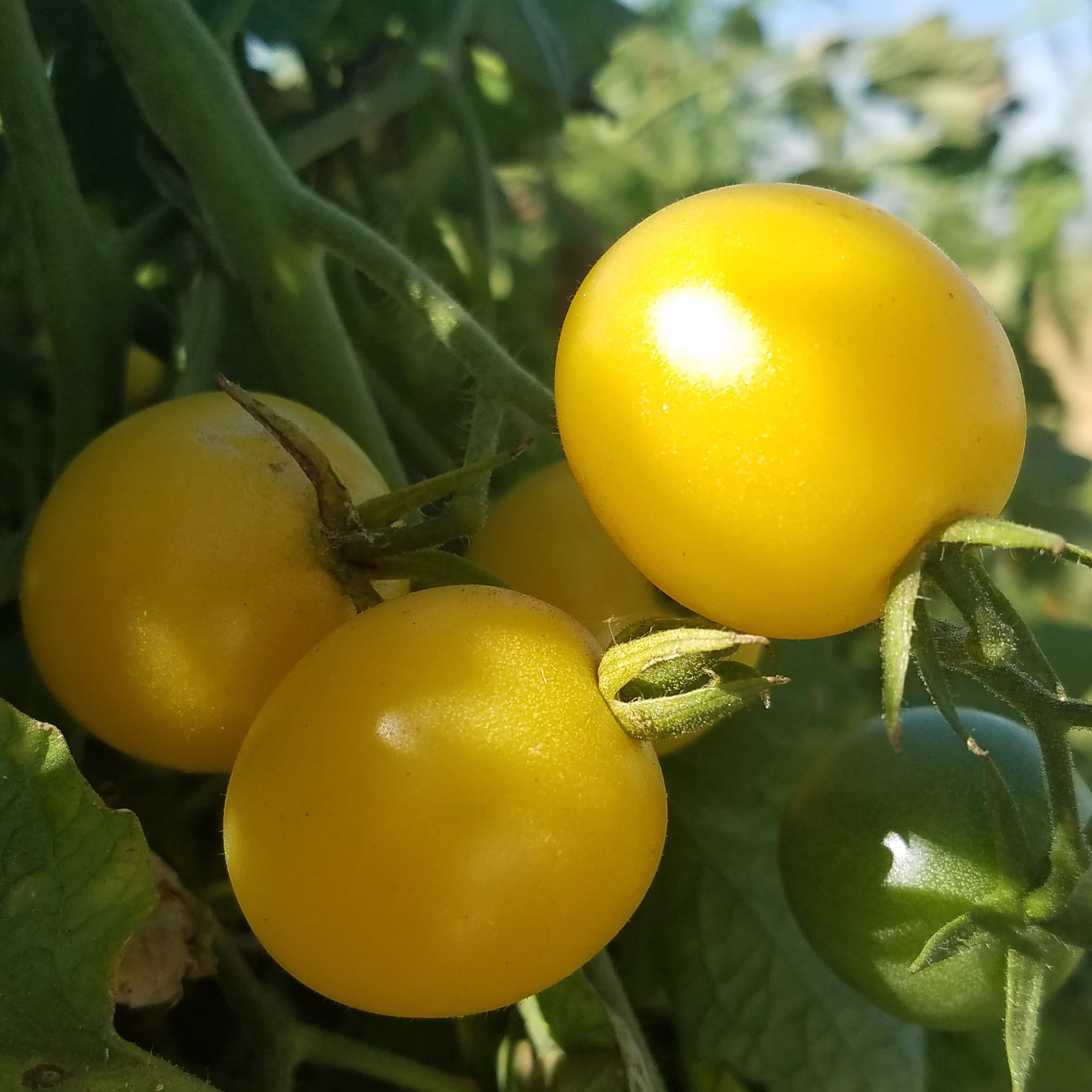 Snow White Tomato Seeds - 300 Mg Packet ~65 Seeds - Non-GMO, Heirloom ...