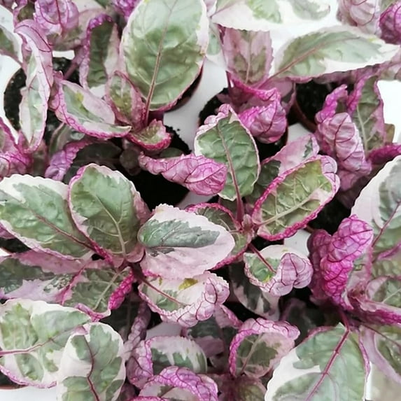 Snow White Waffle Plant - 1 Live Starter Plant in a 2 Inch Growers Pot ...