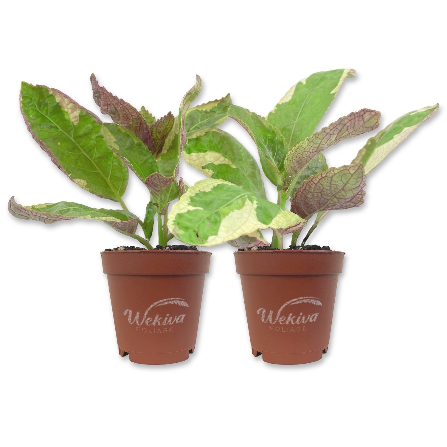 Snow White Waffle Plant - 2 Live Starter Plants - Hemigraphis Alternata ...