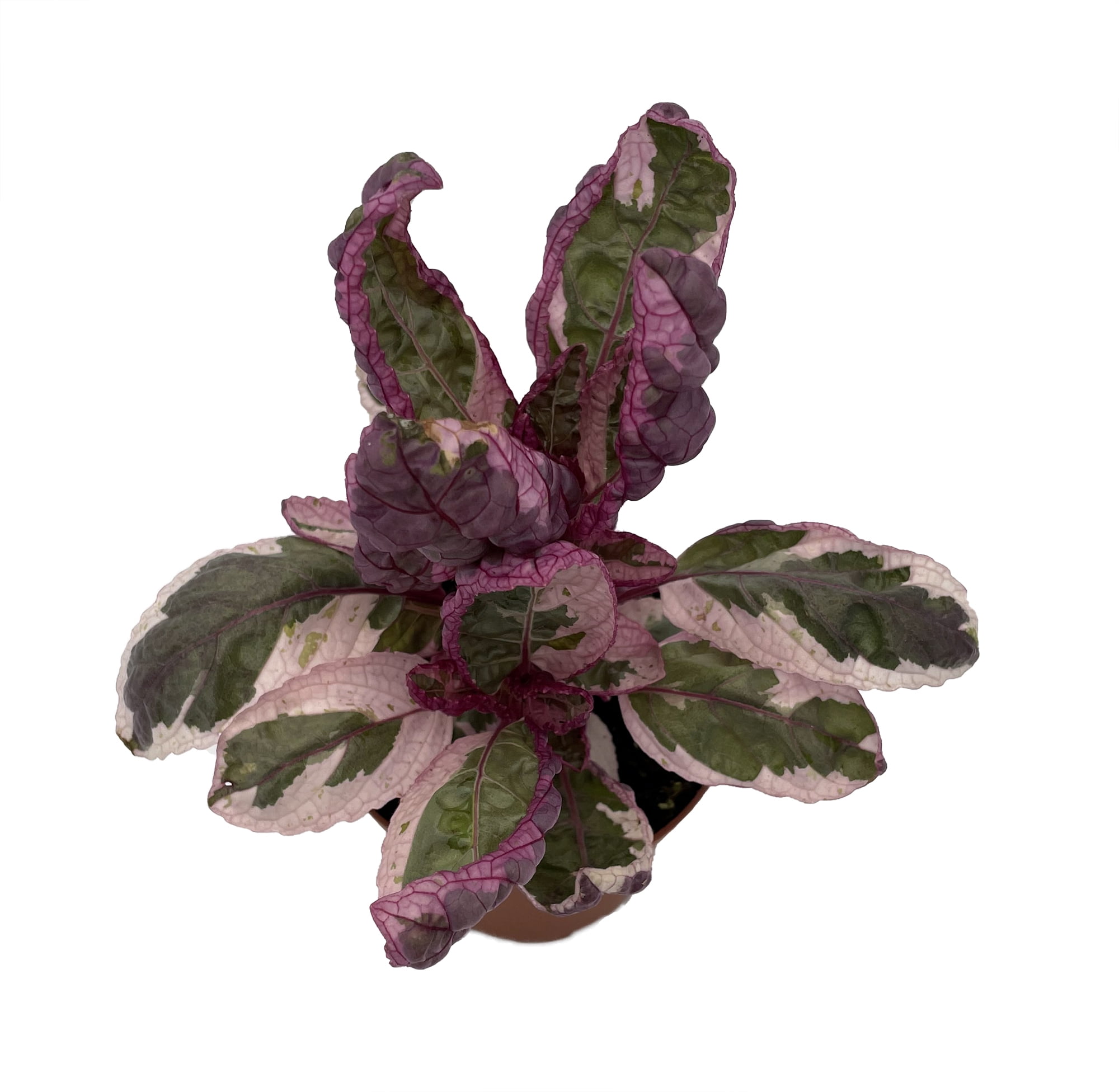 Snow White Waffle Plant - Hemigraphis - 3.7" Pot - Vibrant Houseplant ...