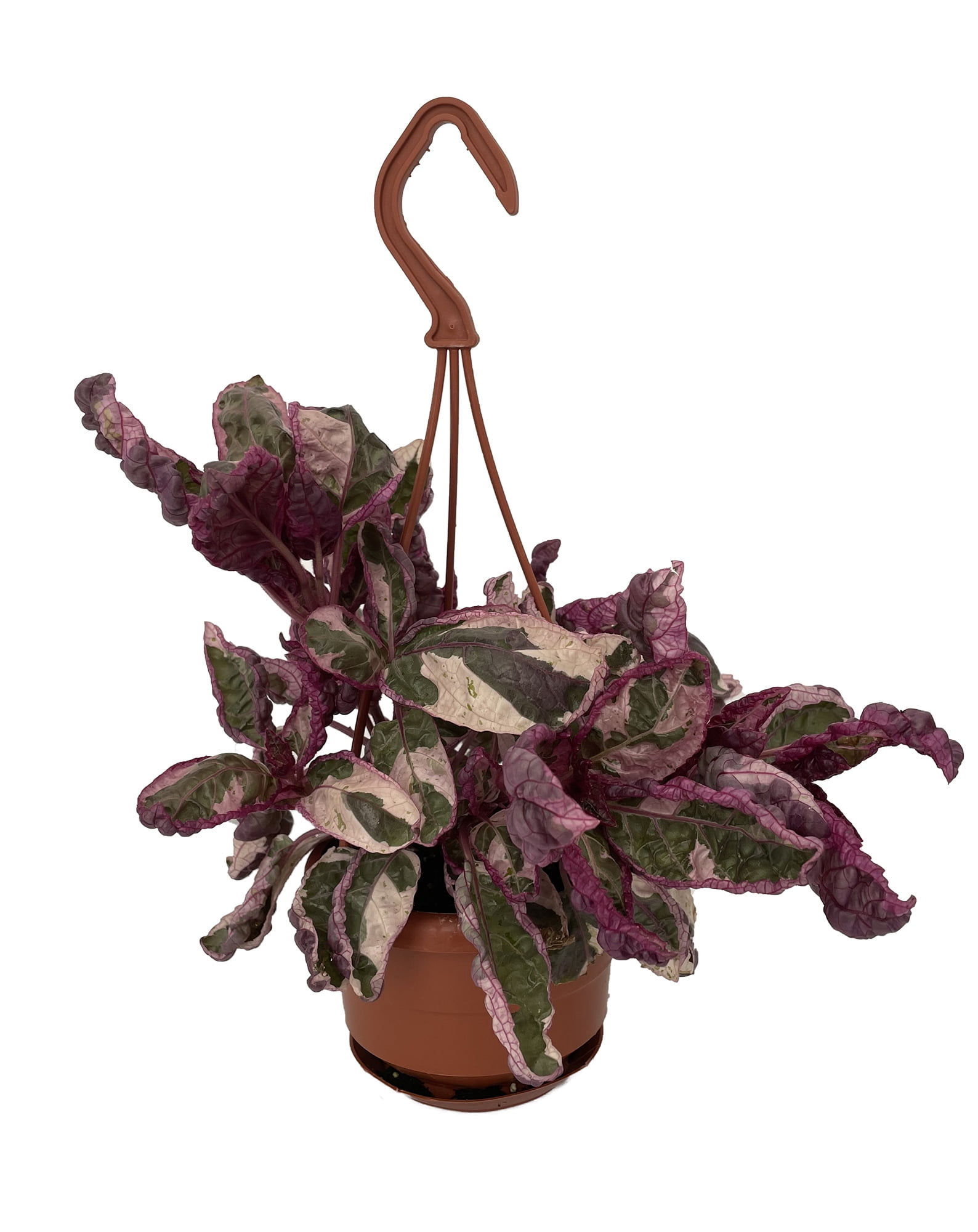 Indoor Snow White Waffle Plant - Hemigraphis - 4" Mini Hanging Basket ...