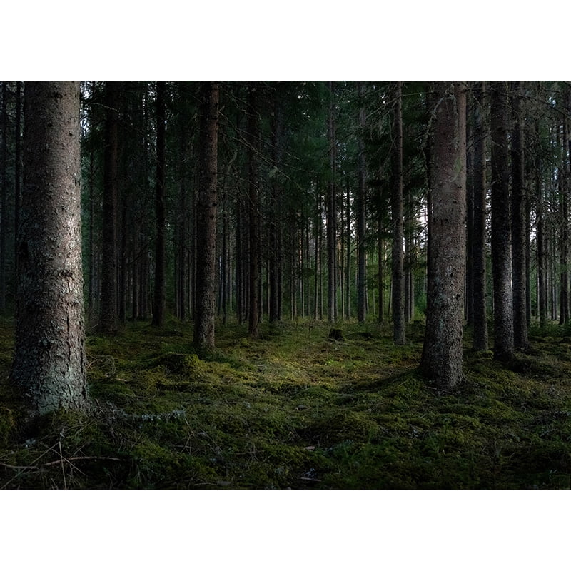 Snow Winter Forest Photography Backdrops Shrubbery Nature Scenery Ferns ...