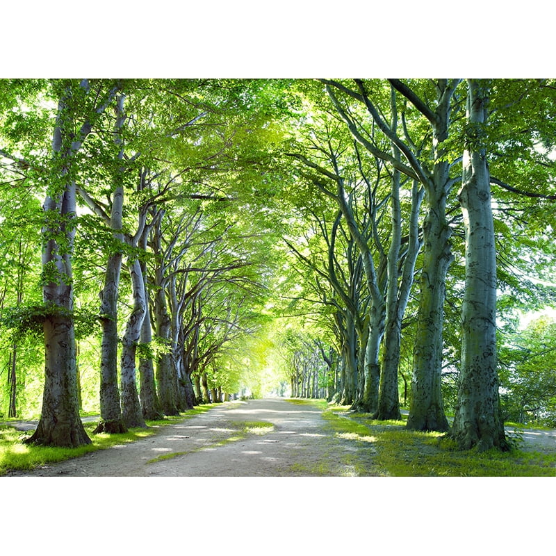 Snow Winter Forest Photography Backdrops Shrubbery Nature Scenery Ferns ...